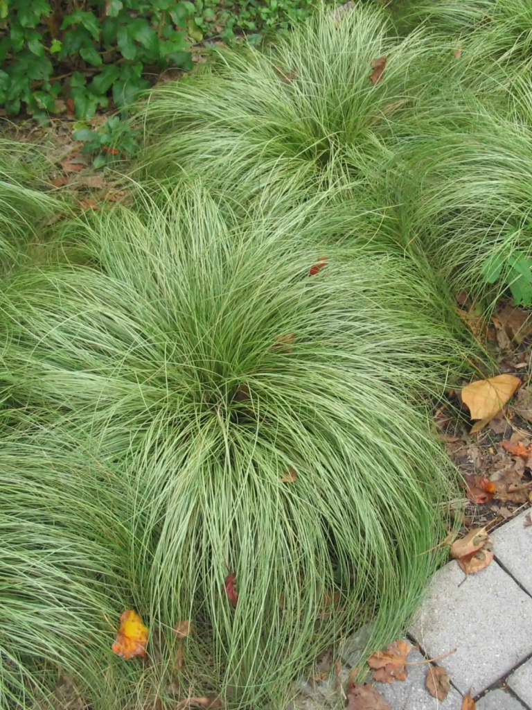 Ostrica (STÁLEZELENÁ) Carex comans 'Frosted Curls' - OkrasnéCibuloviny.sk