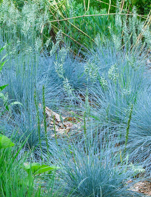 Festuca ‘Intense Blue’ - OkrasnéCibuloviny.sk